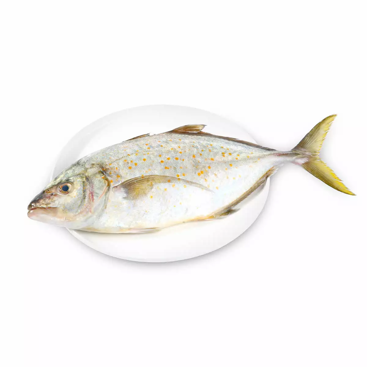 JESH FISH